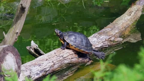 Turtle Sitting on a Tree Branch Submerge... | Stock Video | Pond5