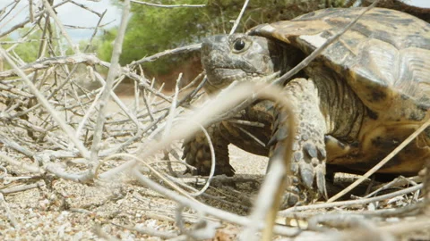 Turtle stuck in the branches of a dry tr... | Stock Video | Pond5