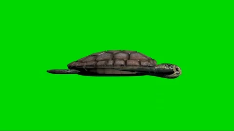 Turtle Green Screen Stock Videos – Royalty-Free HD & 4K Videos