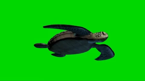Turtle Green Screen Stock Videos – Royalty-Free HD & 4K Videos