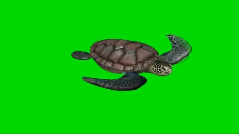 Turtle Green Screen Stock Video Footage | Royalty Free Turtle Green ...