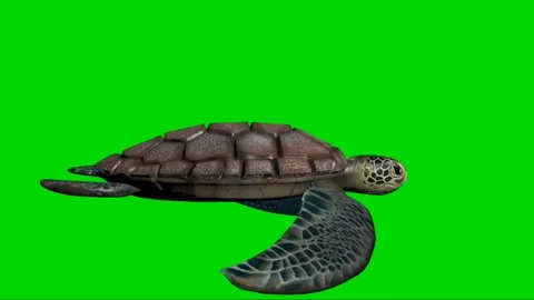 Turtle Green Screen Stock Video Footage | Royalty Free Turtle Green ...