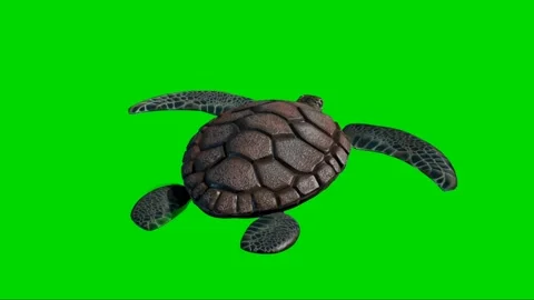 Turtle Green Screen Stock Videos – Royalty-Free HD & 4K Videos