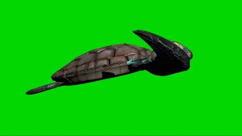 Turtle Green Screen Stock Videos – Royalty-Free HD & 4K Videos