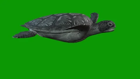 Turtle Swimming From Right 3D Rendering ... | Stock Video | Pond5
