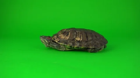 Turtle Green Screen Stock Videos – Royalty-Free HD & 4K Videos