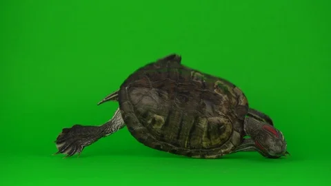 Turtle trachemys on a green background s... | Stock Video | Pond5