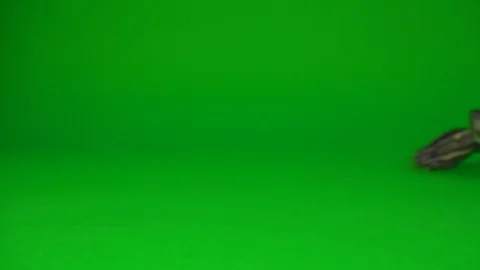 Turtle Green Screen Stock Video Footage | Royalty Free Turtle Green ...