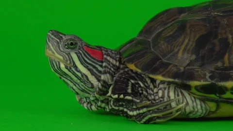 Turtle Green Screen Stock Video Footage | Royalty Free Turtle Green ...