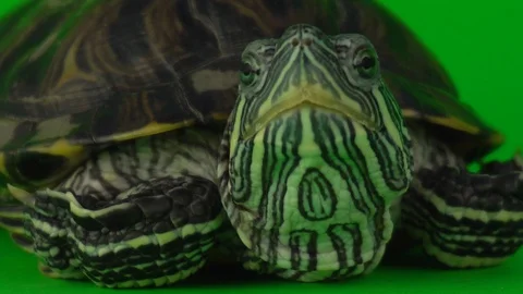 Turtle Green Screen Stock Videos – Royalty-Free HD & 4K Videos