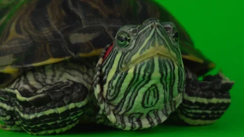 Turtle Green Screen Stock Video Footage | Royalty Free Turtle Green ...