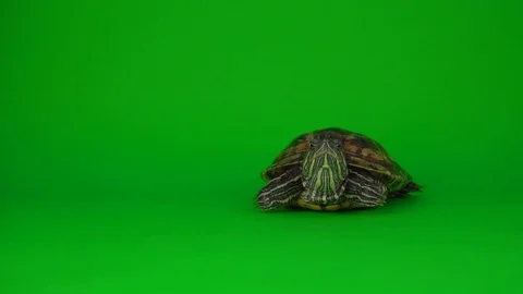 Turtle Green Screen Stock Videos – Royalty-Free HD & 4K Videos