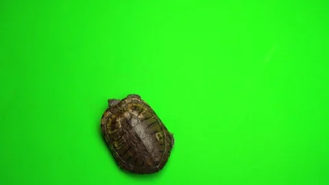 Turtle Green Screen Stock Video Footage | Royalty Free Turtle Green ...