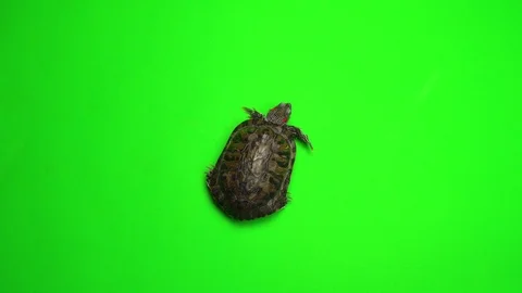 Turtle Green Screen Stock Video Footage | Royalty Free Turtle Green ...