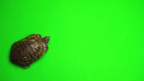 Turtle Green Screen Stock Video Footage | Royalty Free Turtle Green ...