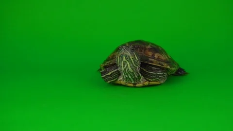Turtle Green Screen Stock Video Footage | Royalty Free Turtle Green ...