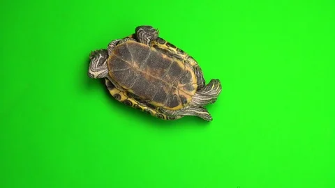 Turtle Green Screen Stock Videos – Royalty-Free HD & 4K Videos