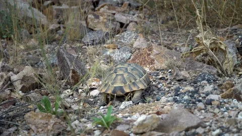 Turtle is walking on street floor Sea tu... | Stock Video | Pond5