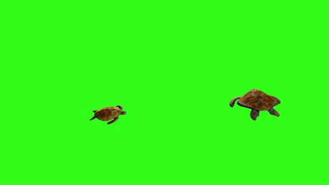 Turtles Green Screen. Turtle Swimming Gr... | Stock Video | Pond5