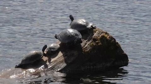 One Leg Kick Stock Videos – Royalty-Free HD & 4K Videos | Pond5