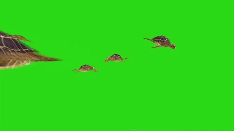 Turtles Swimming on Green Screen | Stock Video | Pond5