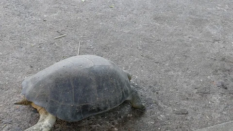 Turtles Turtle Eye Turtle herd Thai Turt... | Stock Video | Pond5
