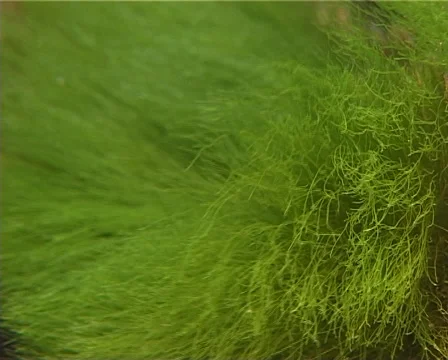 Turtleweed photosynthesising, Chlorodesm... | Stock Video | Pond5