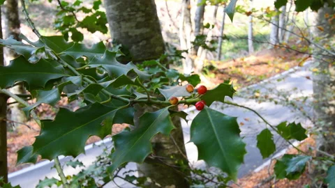 Holly Berries Videos Stock Videos – Royalty-Free HD & 4K Videos