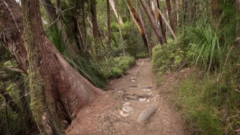 Twin Falls walk, Springbrook National Pa... | Stock Video | Pond5