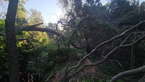 Twisted Trees Landscape Stock Videos – Royalty-Free HD & 4K Videos | Page 3