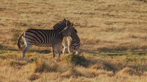 Zebras Mating Stock Videos – Royalty-Free HD & 4K Videos