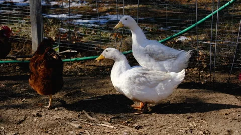 Two adult white duck stand next to enclo... | Stock Video | Pond5