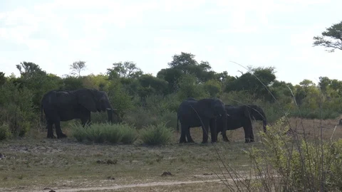 Two African Bush elephants turning aroun... | Stock Video | Pond5