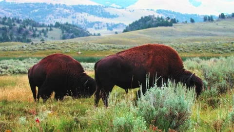 American Beauty 4K Stock Videos – Royalty-Free HD & 4K Videos | Page 5