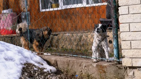 Two Angry Little Guard Dogs on a Chain B... | Stock Video | Pond5