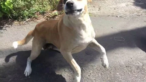 Vicious Dogs Stock Footage ~ Royalty Free Stock Videos | Pond5