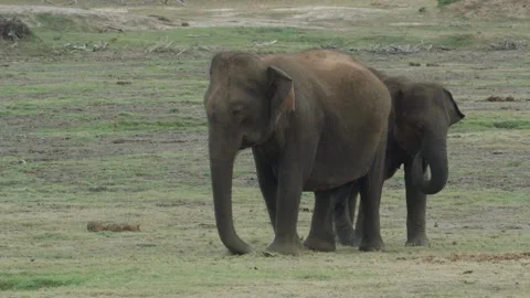 Two Asian Elephants kick and grab grass ... | Stock Video | Pond5