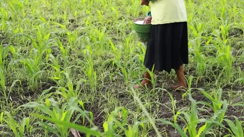 Two asian farmers fertilizing corn plant... | Stock Video | Pond5