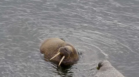 Two Atlantic walrus in state of mating. ... | Stock Video | Pond5