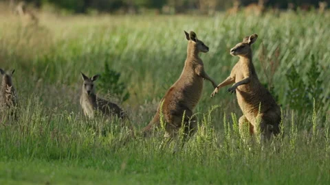 Australian Animals Fighting Stock Footage ~ Royalty Free Stock Videos ...