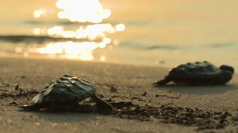 Two Baby Sea Turtles Heading To Water Du... | Stock Video | Pond5