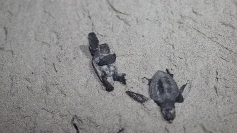 Two baby sea turtles that just came out ... | Stock Video | Pond5