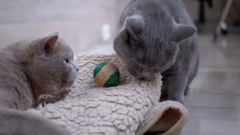 Ball Lickers Stock Videos – Royalty-Free HD & 4K Videos | Pond5