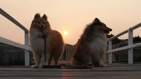 Two beautiful long haired dogs in the wi... | Stock Video | Pond5