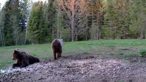 Two big brown bear rolling on the muddy ... | Stock Video | Pond5