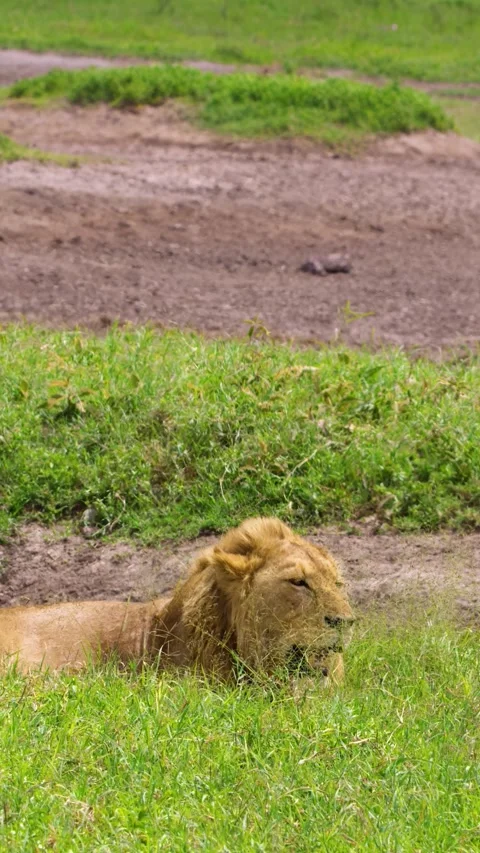 Touch Wildlife Video Stock Videos – Royalty-Free HD & 4K Videos