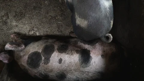 Two big pigs in a pigsty, the pig lies d... | Stock Video | Pond5