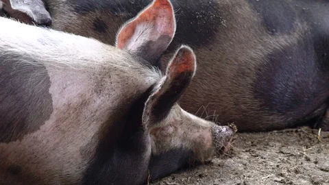 Two big pigs in a pigsty, pigs rest on a... | Stock Video | Pond5