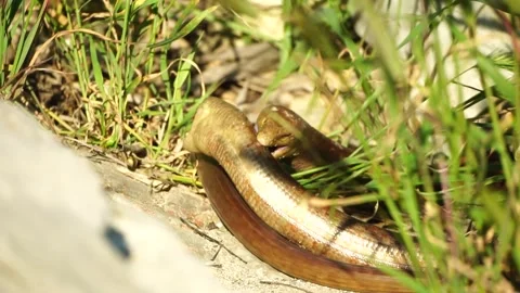 two big snakes in the grass, coiling and... | Stock Video | Pond5