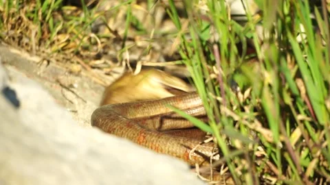 two big snakes in the grass, coiling and... | Stock Video | Pond5